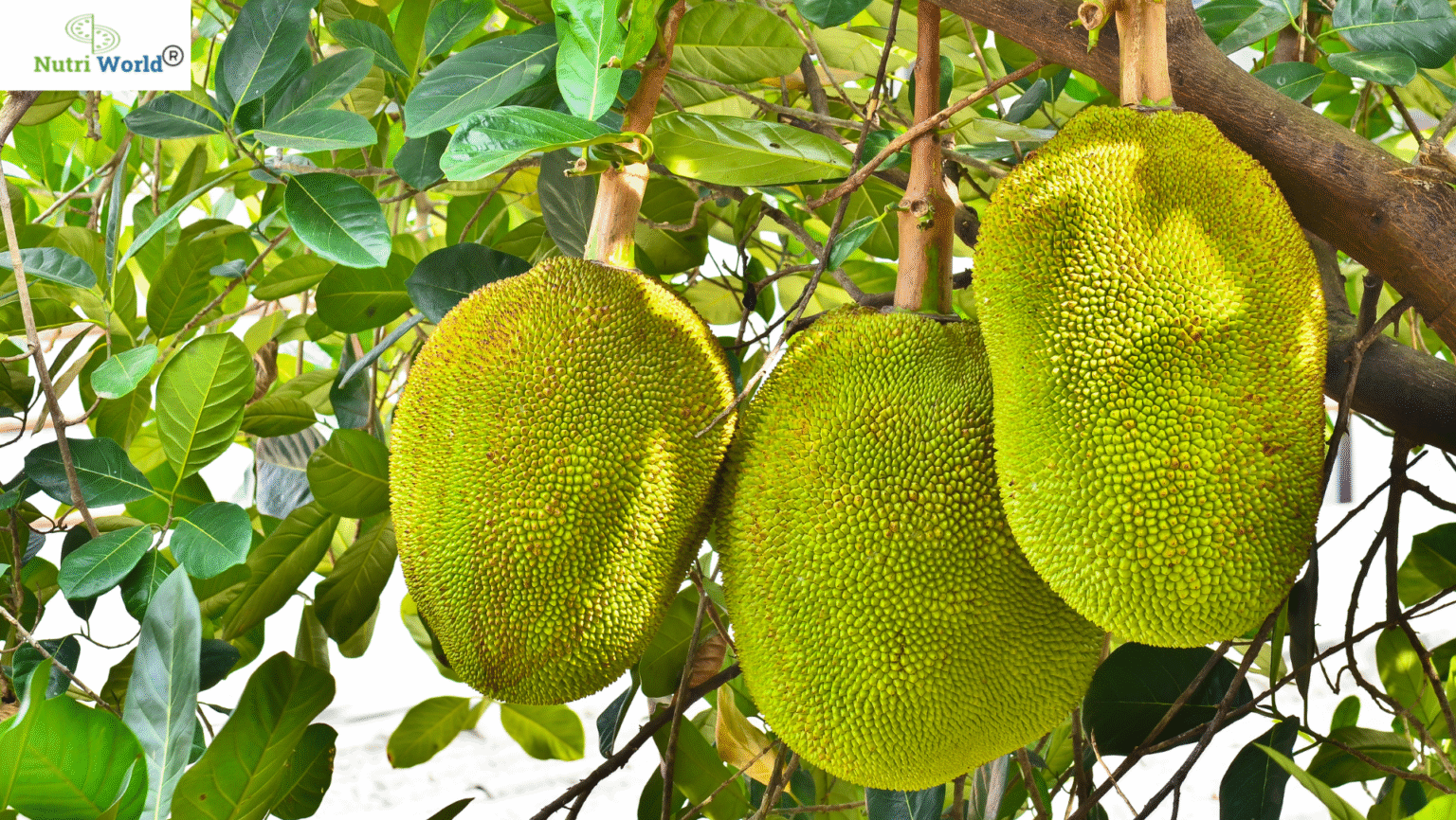 Is Jackfruit Good for Diabetes? Discover the Truth Behind This Tropical ...
